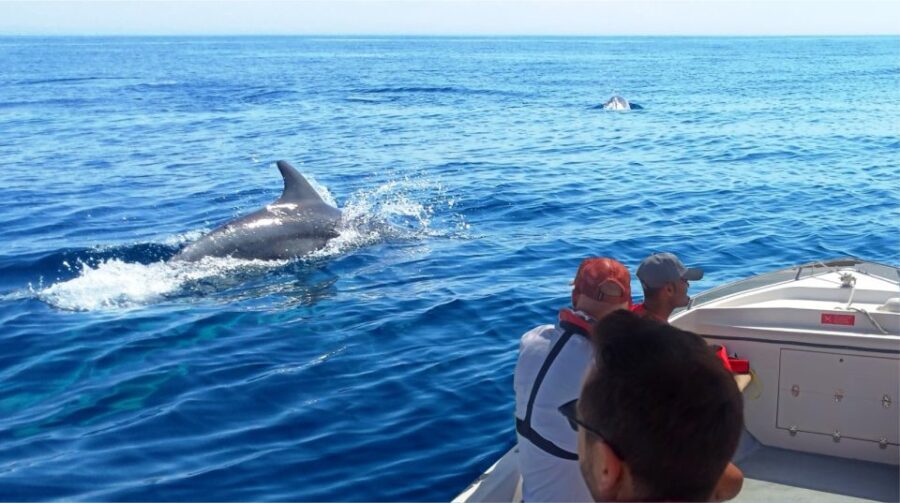 Faro: Dolphin and Marine Life Watching Boat Tour - The Itinerary Breakdown