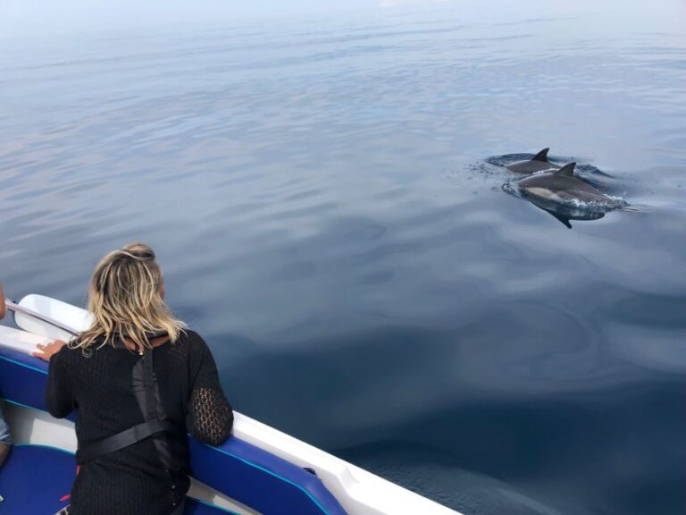 Faro: Dolphin and Wildlife Watching in the Atlantic Ocean - Spotting Marine Wildlife: What You Might See