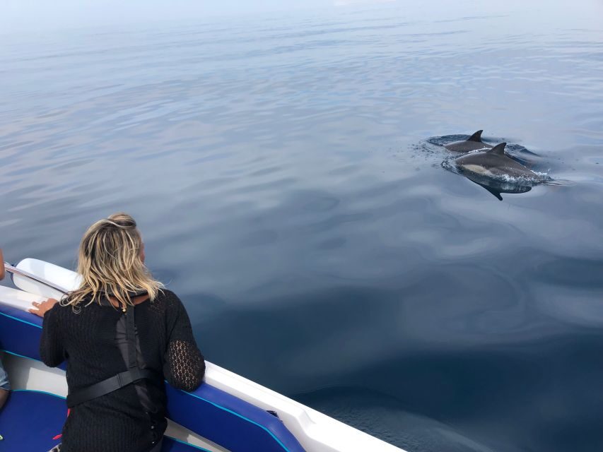 Faro: Dolphin and Wildlife Watching in the Atlantic Ocean - Spotting Marine Wildlife: What You Might See