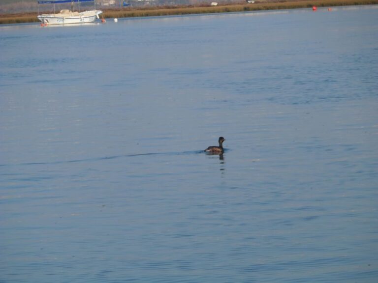 Faro: Eco-Friendly Ria Formosa Bird Watching in Solar Boat - What Are the Reviews Saying?