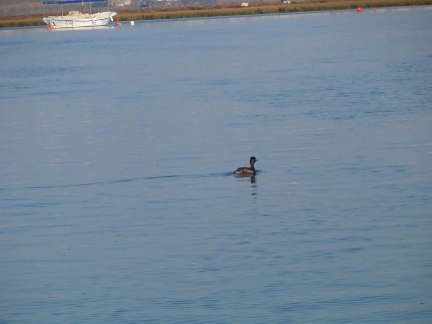 Faro: Eco-Friendly Ria Formosa Bird Watching in Solar Boat - What Are the Reviews Saying?