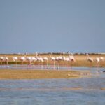 Faro: Ria Formosa Eco Birdwatching Boat Tour - Value and Practical Considerations