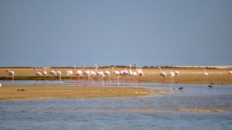 Faro: Ria Formosa Eco Birdwatching Boat Tour - Value and Practical Considerations