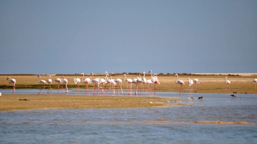 Faro: Ria Formosa Eco Birdwatching Boat Tour - Value and Practical Considerations