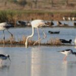 Faro: Ria Formosa Guided Sunset Tour by Catamaran - What Makes This Tour Special