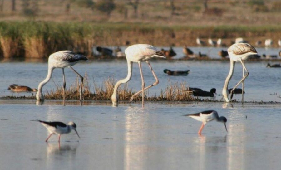 Faro: Ria Formosa Guided Sunset Tour by Catamaran - What Makes This Tour Special