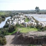 Faro: Ria Formosa Natural Park Segway Tour & Birdwatching - Who Will Love This Tour?