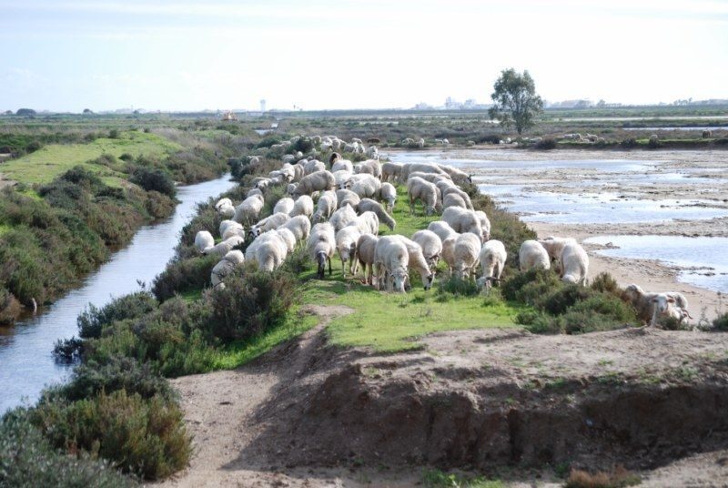 Faro: Ria Formosa Natural Park Segway Tour & Birdwatching - Who Will Love This Tour?