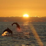 Fazana: Dolphin Finder in Brijuni islands Safari with Dinner - Practical Details & What to Expect