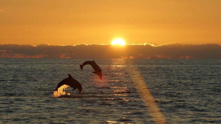 Fazana: Dolphin Finder in Brijuni islands Safari with Dinner - Practical Details & What to Expect