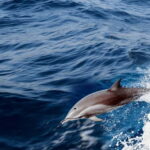 FAZANA Koralj DOLPHIN Boat Tour NP Brijuni - Why Consider This Boat Tour?