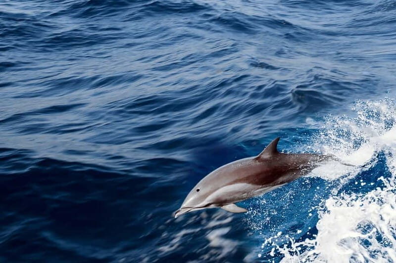 FAZANA Koralj DOLPHIN Boat Tour NP Brijuni - Why Consider This Boat Tour?