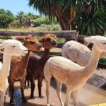 Felanitx, Mallorca: Alpacas Close-Up Experience - Who Will Love This Experience?