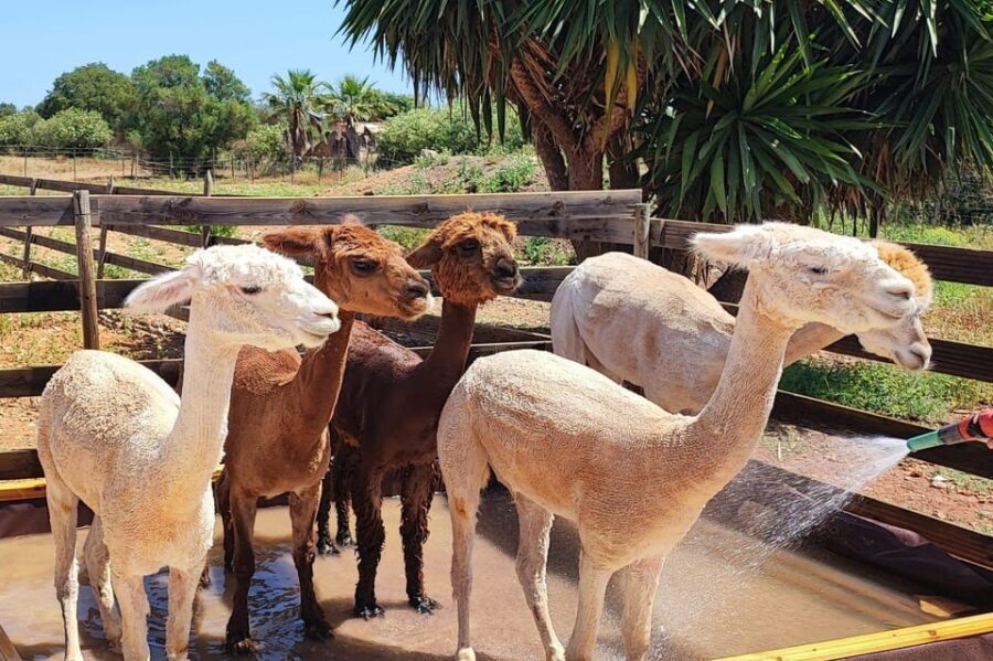 Felanitx, Mallorca: Alpacas Close-Up Experience - Who Will Love This Experience?