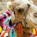 Fethiye Camel Riding at Gosht Town - Real Traveler Insights