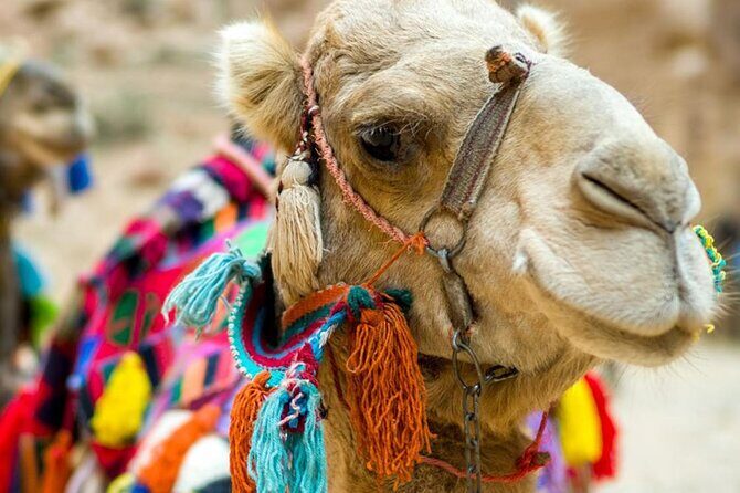 Fethiye Camel Riding at Gosht Town - Real Traveler Insights