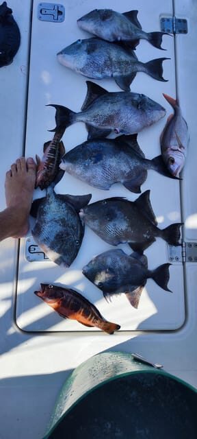 fishing charter 4h - Fishing Techniques and Species