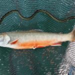 Fishing in the Dolomites: book your wild excursion! - The Value of a Guided Fishing Day