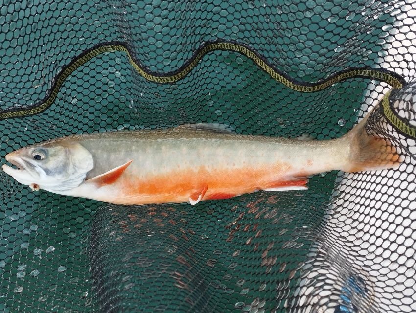 Fishing in the Dolomites: book your wild excursion! - The Value of a Guided Fishing Day