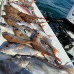 Fishing tour with midwater bolentino or rod technique. - Discovering the Local Marine Environment