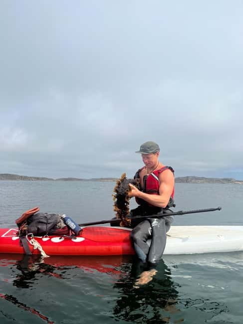Fjällbacka: Seaweed Picking and SUP Paddling Tour - An Authentic Experience in Sweden’s Fjällbacka Archipelago