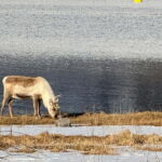 Fjord Foto Tour to Sommaroy (Roadtrip) - Why We Think This Tour Works