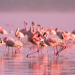 Flamingo-Birdwatching in the Ebro Delta at Sunset - Who Should Consider This Tour?