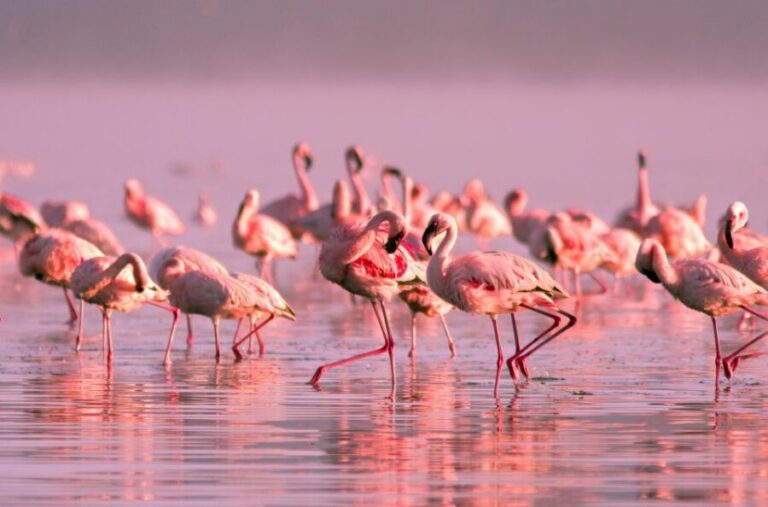Flamingo-Birdwatching in the Ebro Delta at Sunset - Who Should Consider This Tour?