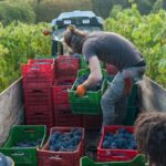 Florence: Chianti Classico Wine Region PRIVATE Tasting Trip - Exploring Greve in Chianti