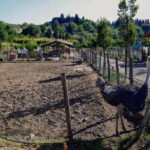Florence: Horse Ride & Chianti Farm Meal - The Value of the Experience