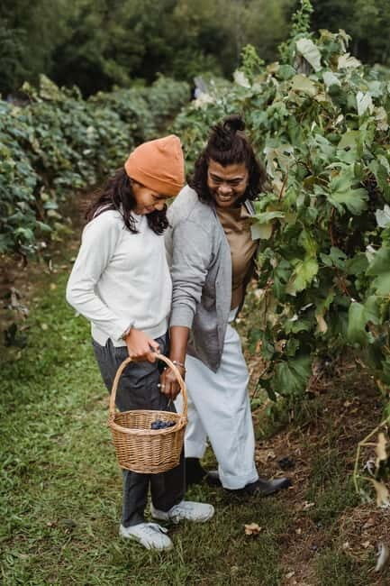 Florence: Tuscan Grape Stomping, Lunch and Wine Tasting - The Vineyard: Grape Harvesting and Grape Stomping