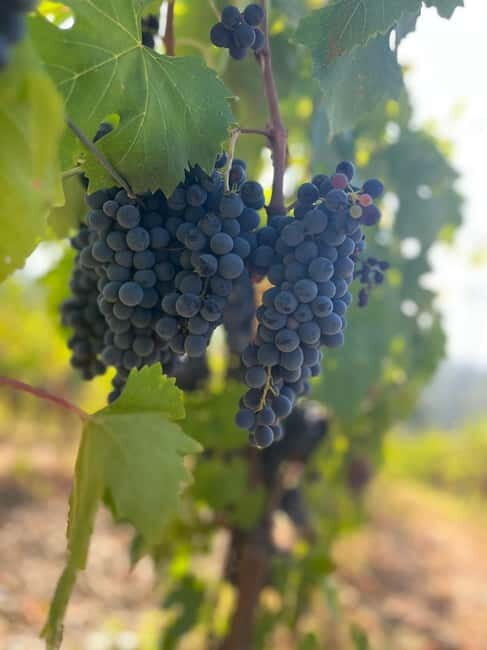 Florence: Two Wine Tastings in Tuscany+ San Gimignano - The Itinerary: What You Can Expect