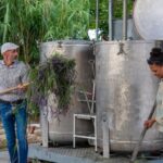 Flowers picking and essential oil distillation workshop - What to Expect from the Experience