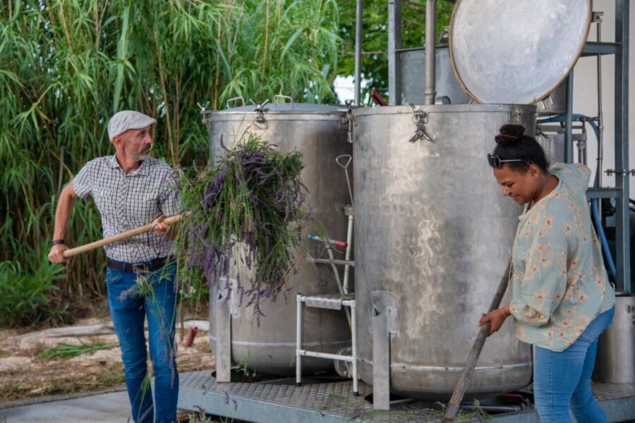 Flowers picking and essential oil distillation workshop - What to Expect from the Experience