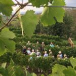 Frascati: 2-Hours Wine and Oil Tasting with Vineyards Tour - The Tasting Experience: Wines, Oils, & Local Flavors