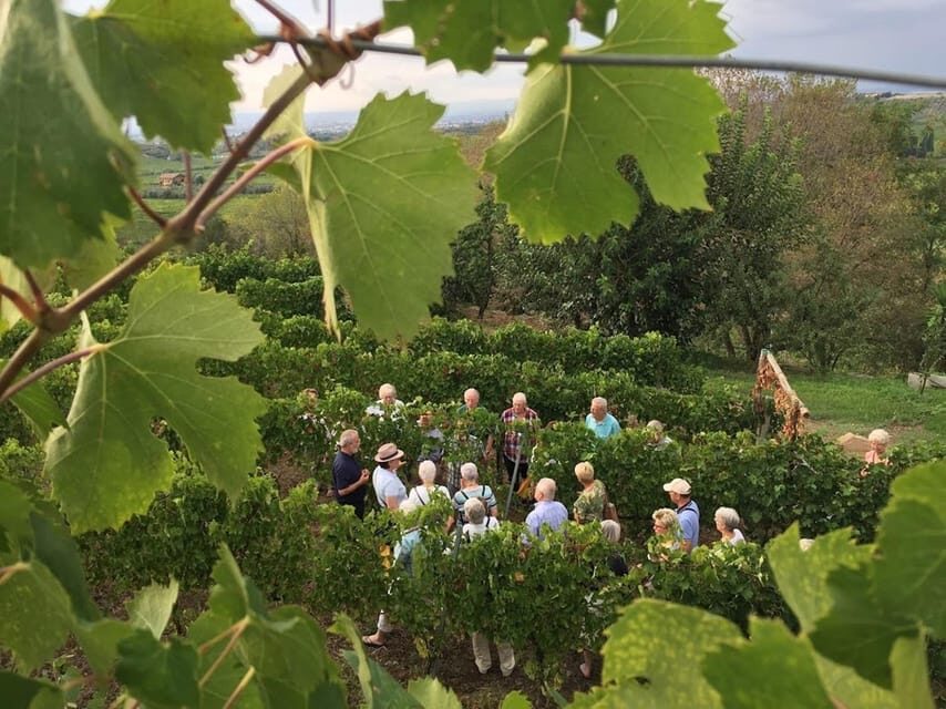 Frascati: 2-Hours Wine and Oil Tasting with Vineyards Tour - The Tasting Experience: Wines, Oils, & Local Flavors