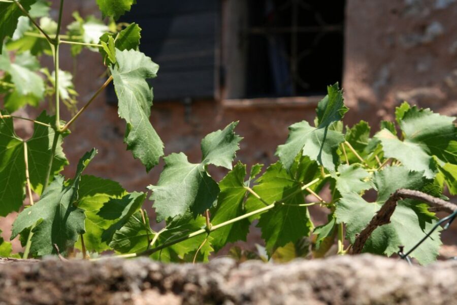 French Riviera: Provencal Wine Tour - Summing It Up: Is This Tour Worth It?