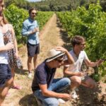 From Aix-en-Provence: Half-day Wine Tour Cezanne Countryside - What Makes This Tour Stand Out