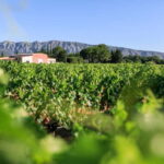 From Aix en Provence: Half-day Wine Tour in Provence - Exploring the Itinerary