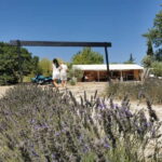 From Aix-en-Provence : Lavender & Wine Sidecar Tour - What You Can Expect from This Tour