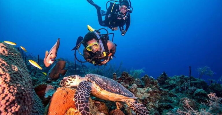 From Alanya: Scuba Diving Tour with Hotel Transfers - The Underwater Environment and Visibility