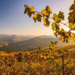 From Alba: Barolo & Barbaresco Wine Tasting Tour - Practical Details and Logistics