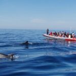 From Albufeira: Benagil Caves and Dolphins Guided Boat Tour - The Value of the Experience