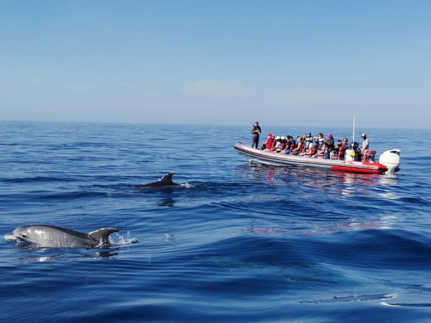 From Albufeira: Benagil Caves and Dolphins Guided Boat Tour - The Value of the Experience