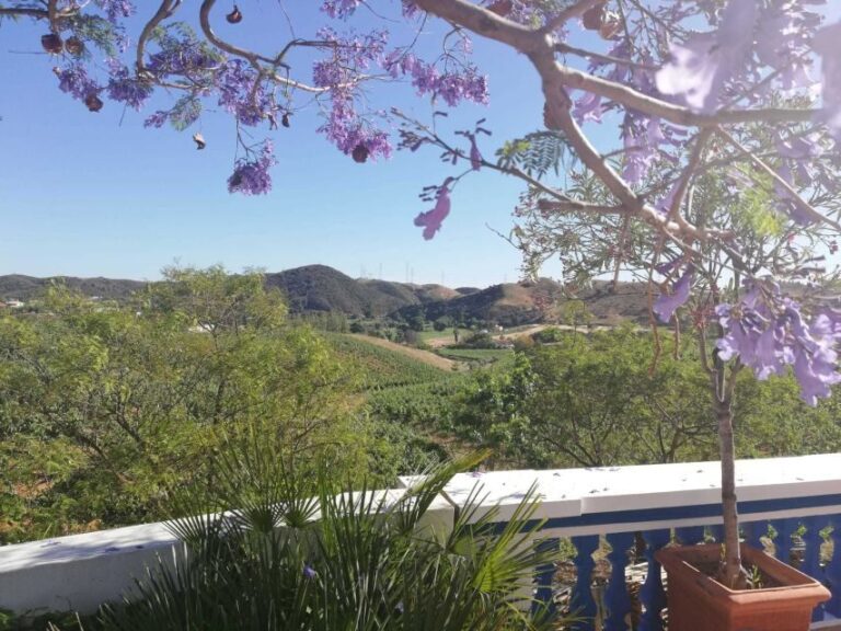 From Albufeira: Half-Day Winery Tour and Silves - Exploring Silves: A Dash of History and Charm
