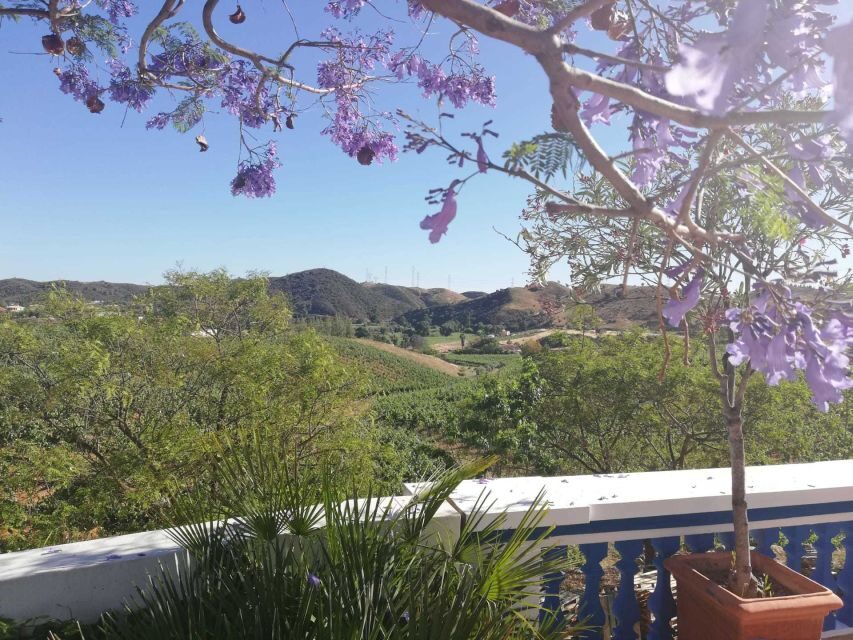 From Albufeira: Half-Day Winery Tour and Silves - Exploring Silves: A Dash of History and Charm