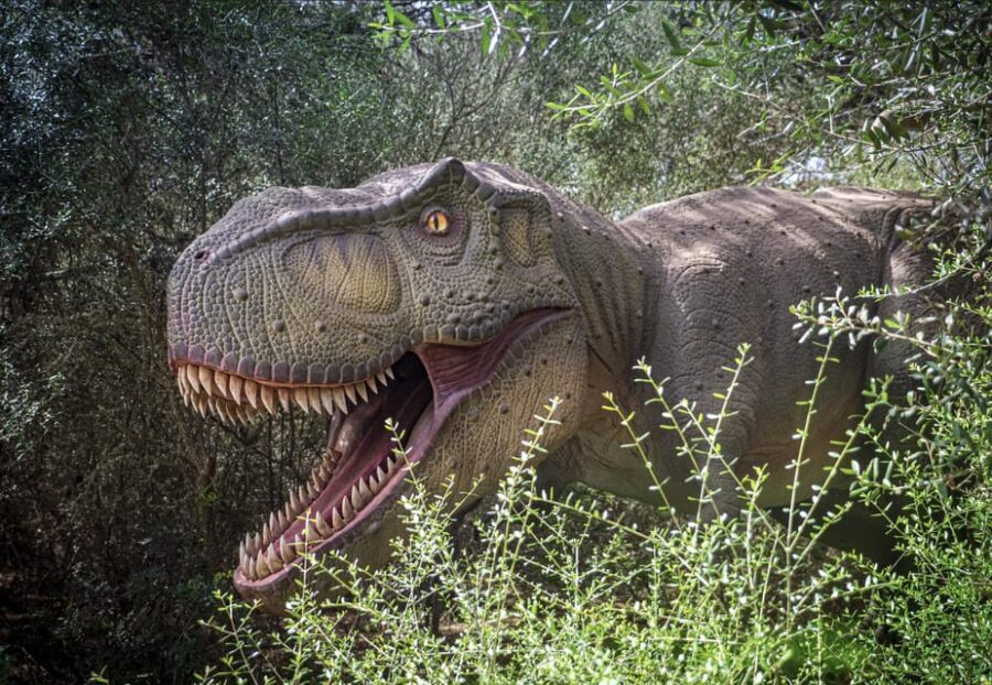 From Alcúdia: Dinosaurland and Hams' Caves Half-Day Trip - What You Can Expect from the Tour