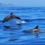 From Alcudia: Sunrise Dolphin Watching Boat Tour - Why We Love This Tour