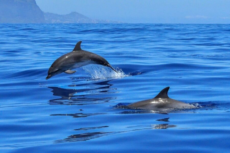 From Alcudia: Sunrise Dolphin Watching Boat Tour - Why We Love This Tour