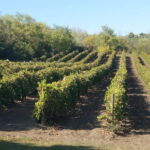 From Alicante and Elche: Guided tour for vineyard and winery with tasting - A Deep Dive into the Alicante Vineyards and Wineries Tour